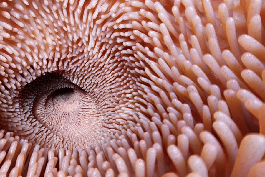 SIBO Die-Off Symptoms: What You Need to Know