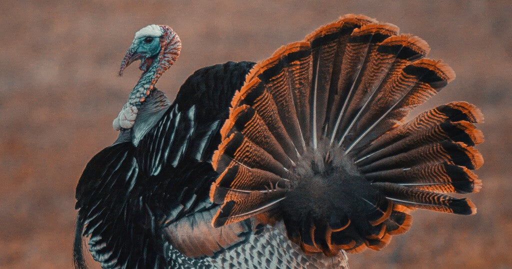 History of Thanksgiving (and why we eat turkey!) - Constitution of the ...