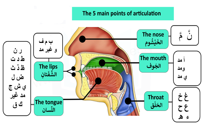 Makharij al Huruf Part( Articulation Points part 1): Tajweed lesson 2 - Alimaan Online Quran ...