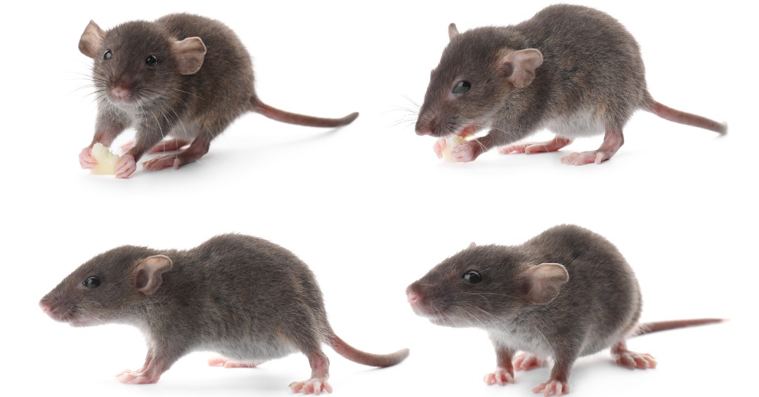How to Identify Signs of Rodent Infestation - Best Rat Poison