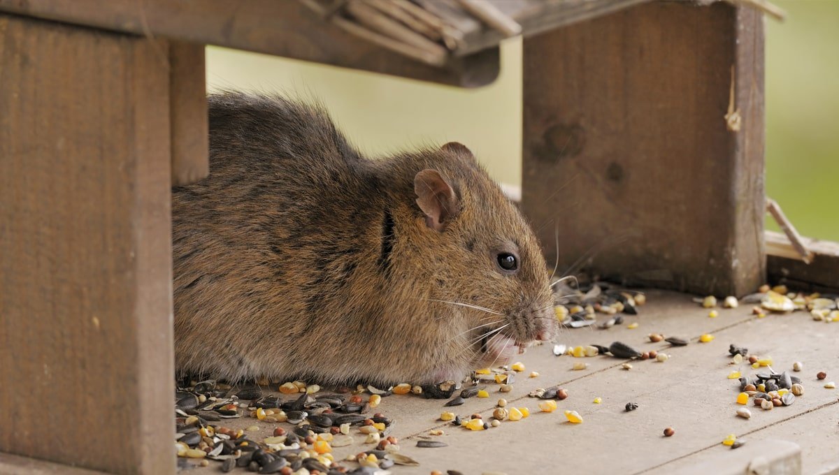 How to Identify Signs of Rodent Infection - Best Rat Poison
