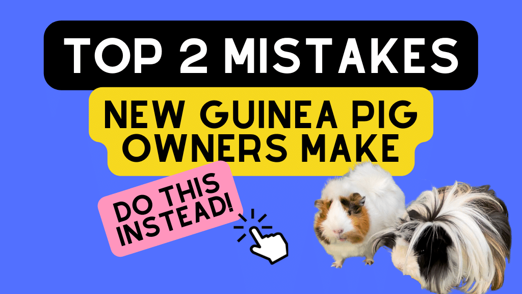 Top 2 Guinea Pig Mistakes New Owners Make and What to do Instead ...