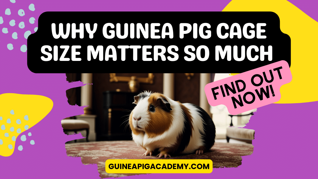 The 9 Most Important Questions to Answer Before Getting a Pet Guinea ...