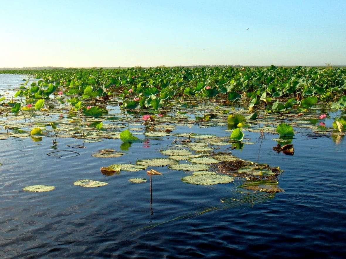 Kakadu & Mary River Scenic Flight - Kookaburra Air
