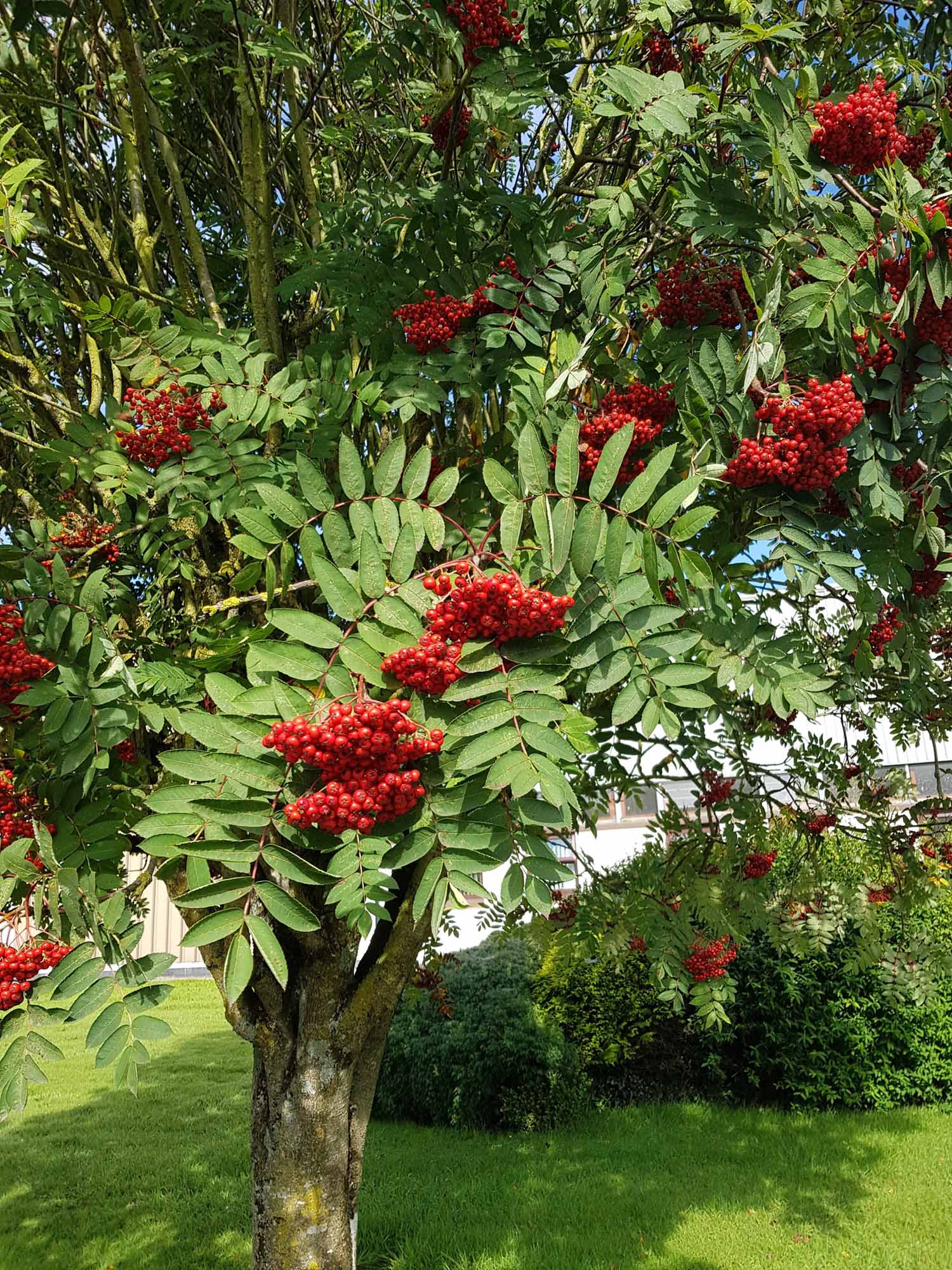 Mountain Ash Trees, Native Irish Trees For Sale Ireland