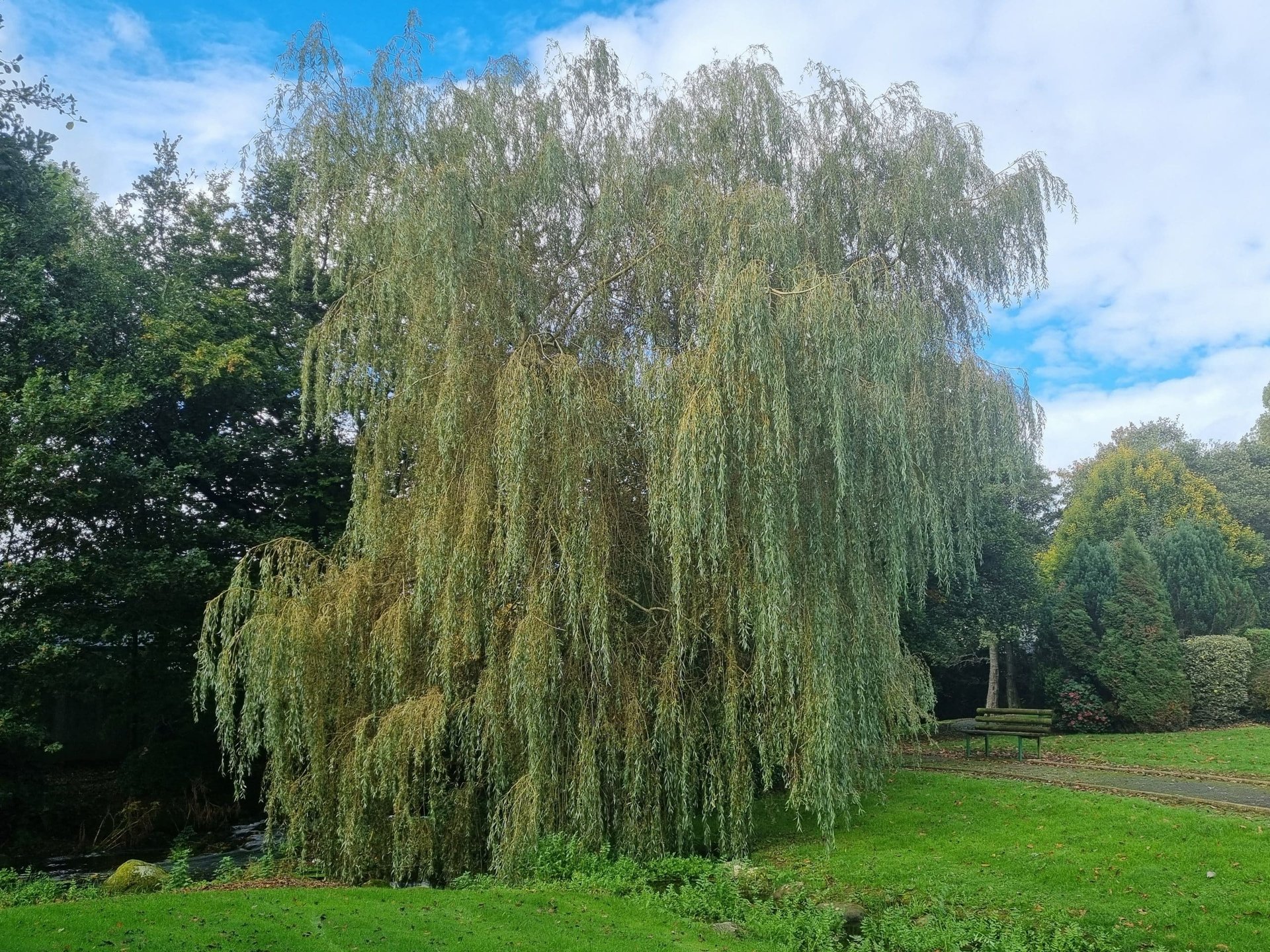 Weeping Willow Trees For Sale Ireland | Hedging.ie