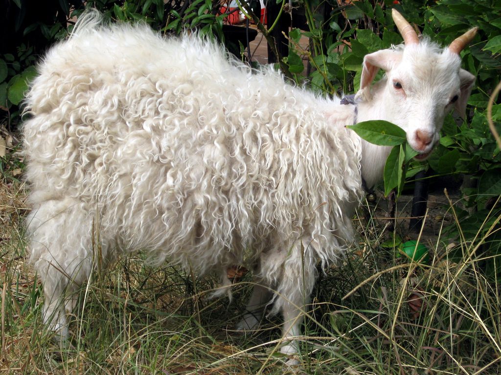 Super Kid Mohair, capretta prima e dopo