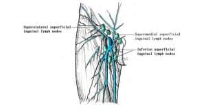 Inguinal lymph node Archives - www.medicoapps.org