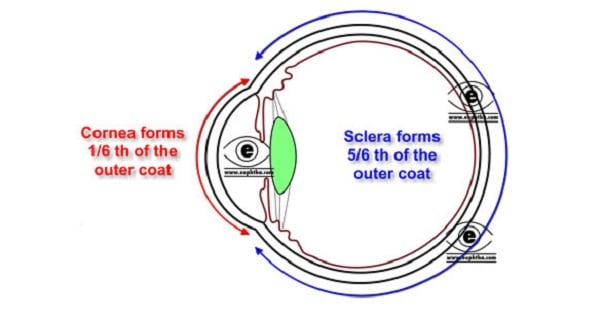 Anatomy Of Sclera Archives - www.medicoapps.org