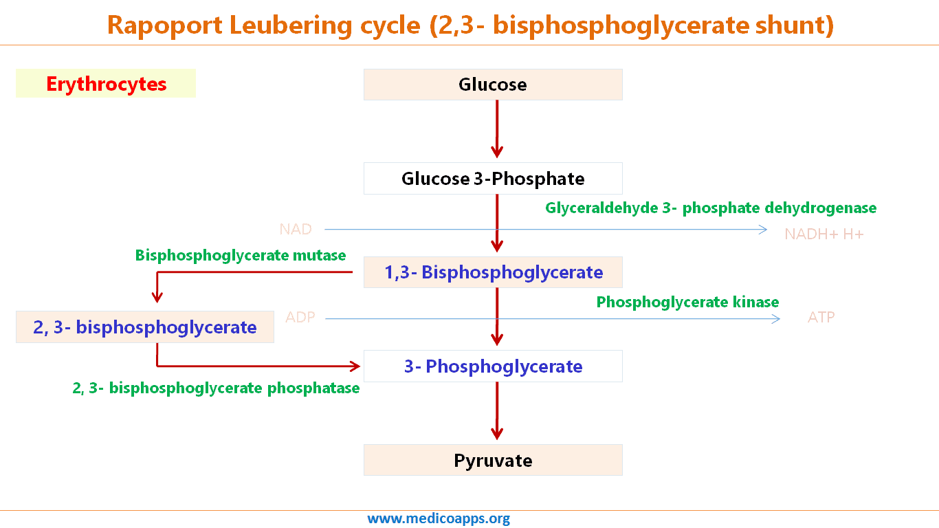 Rapoport- Leubering Cycle - www.medicoapps.org