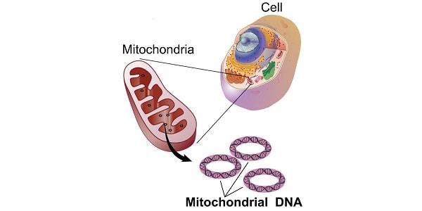 Module Archives - www.medicoapps.org