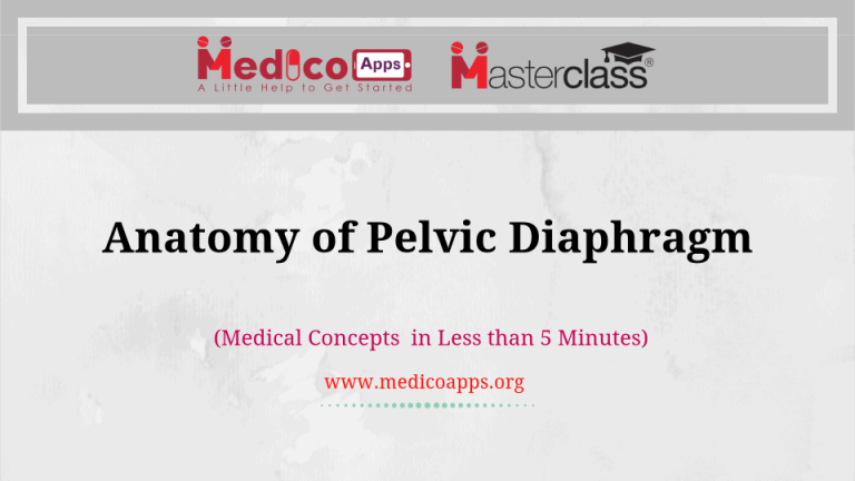 Pelvic Diaphragm [Explained in Less than 3 Minutes] - www.medicoapps.org