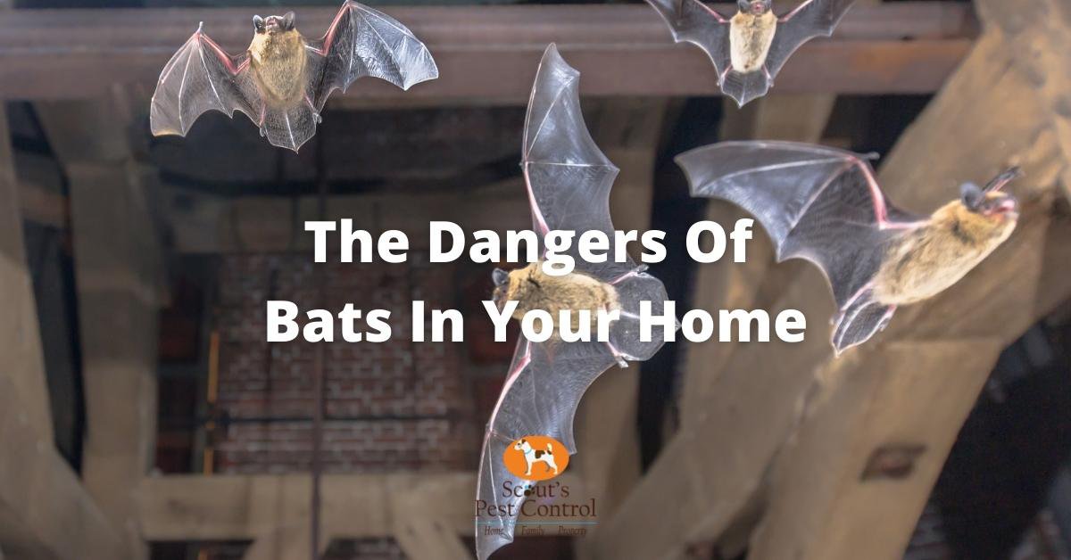 Dangers of Bats in your Home
