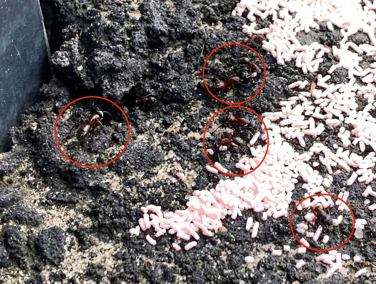 Bli kvitt maur inne - enkelt - både sukkermaur og stokkmaur