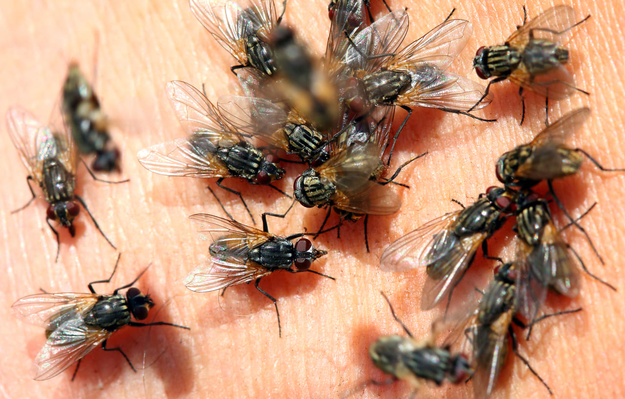 Fluefeller: Bli kvitt fluer med fluefelle med lokkemiddel ...