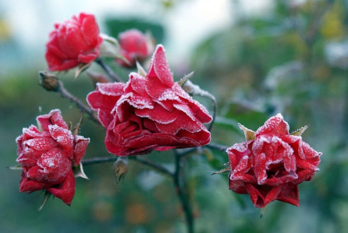 Home - The Rose Doctor