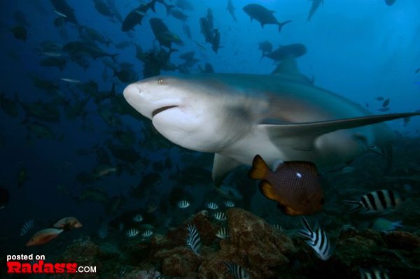 Galeophobia, the fear of sharks.