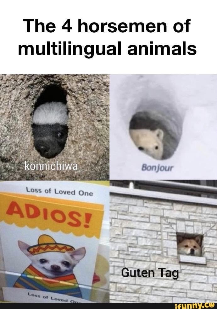 Multilingual Animal Memes – Where Do These Crackheads Come From?