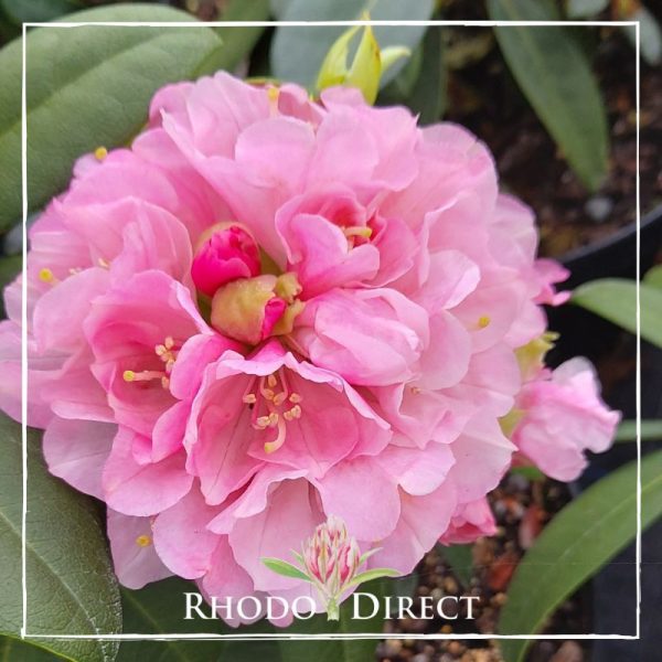 Rhododendron Doc