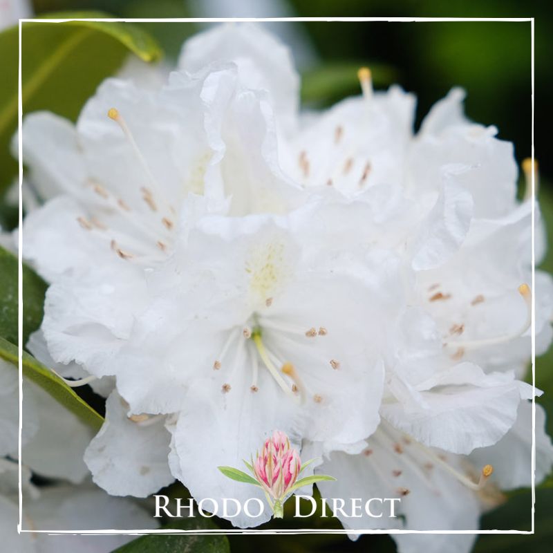 Rhododendron Boule de Neige