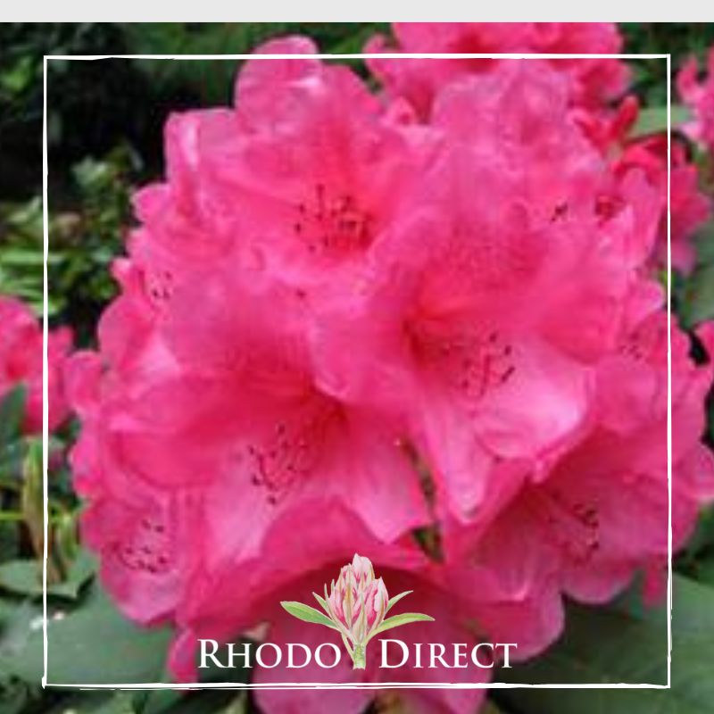 Rhododendron Anna Rose Whitney