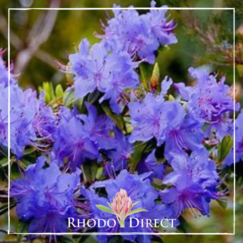 Rhododendron Blue Diamond