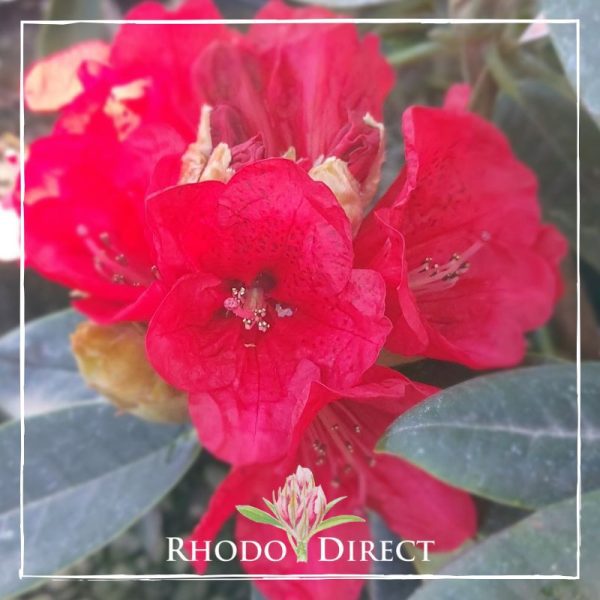 Rhododendron Taurus - RhodoDirect: Buy Rhododendrons Online in New Zealand