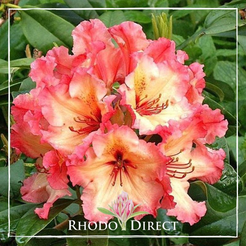 Rhododendron Fire Rim - RhodoDirect: Buy Rhododendrons Online in New ...