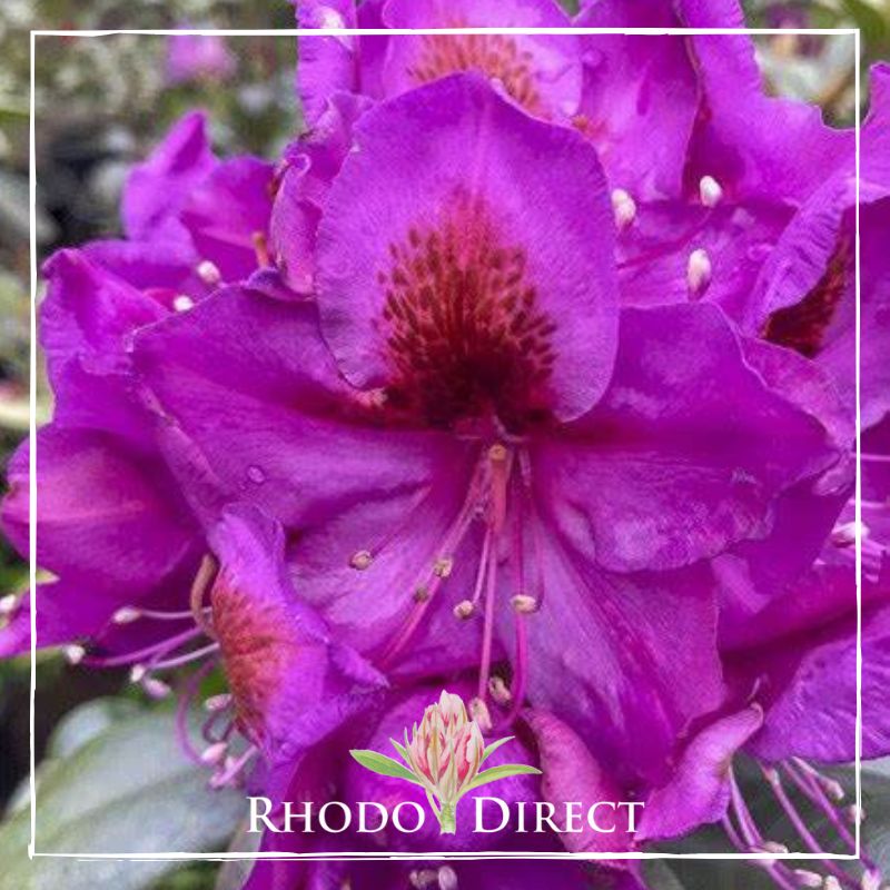 Rhododendron Red Eye - RhodoDirect: Buy Rhododendrons Online in New Zealand