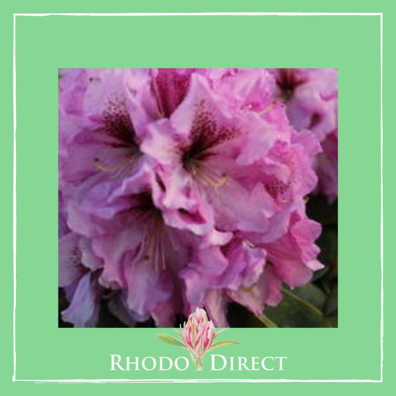 Rhododendron Ben Mosley