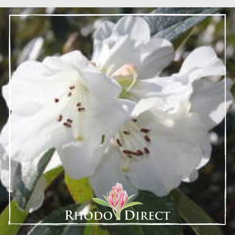 Rhododendron Snow Lady - RhodoDirect: Buy Rhododendrons Online in New ...