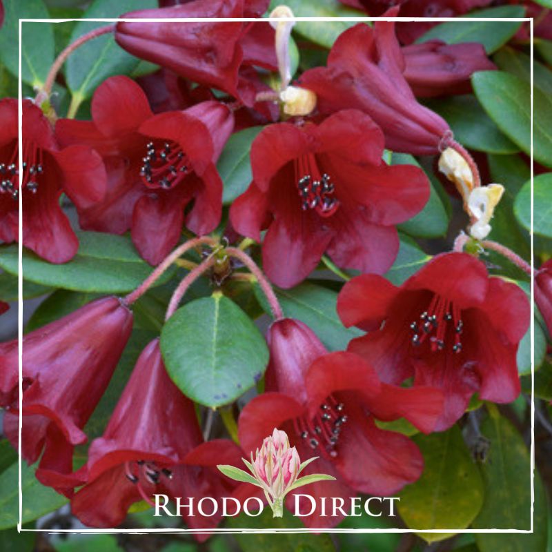 Rhododendron Ruby Heart - RhodoDirect: Buy Rhododendrons Online in New ...