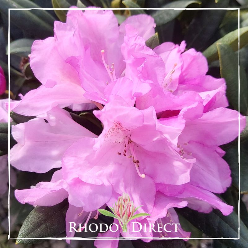 Rhododendron Centennial Day