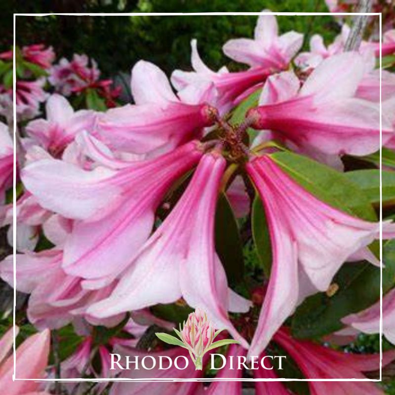 Rhododendron Bernice