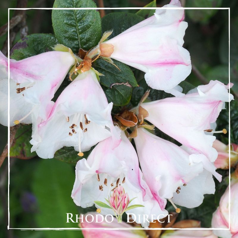 Rhododendron Princess Alice - RhodoDirect: Buy Rhododendrons Online in ...