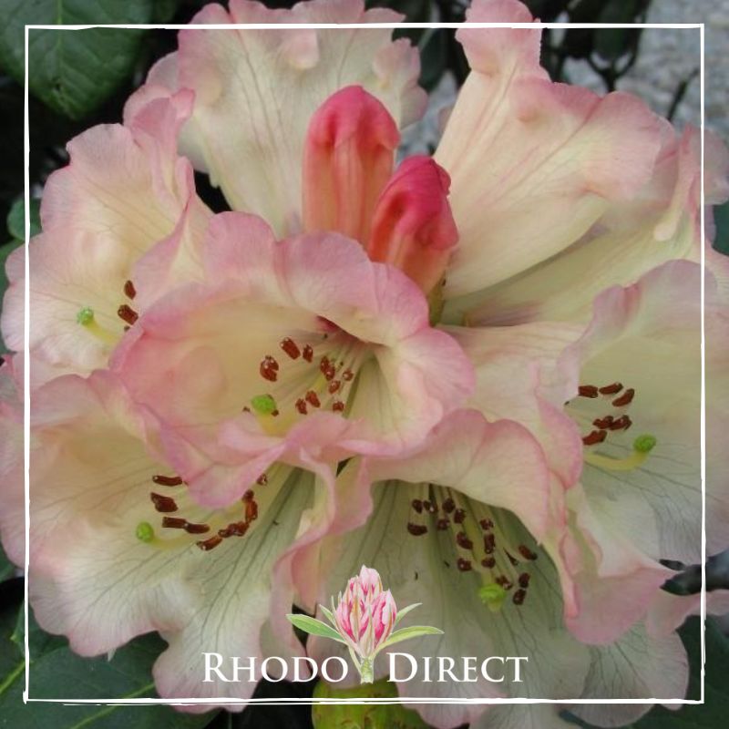 Rhododendron Yellow Moon - RhodoDirect: Buy Rhododendrons Online in New ...