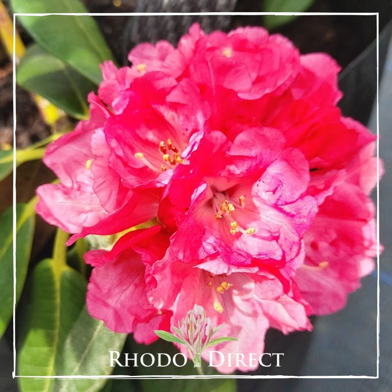Rhododendron White Pearl - RhodoDirect: Buy Rhododendrons Online in New ...