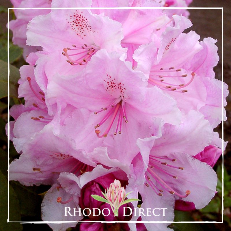 Rhododendron White Pearl - RhodoDirect: Buy Rhododendrons Online in New ...