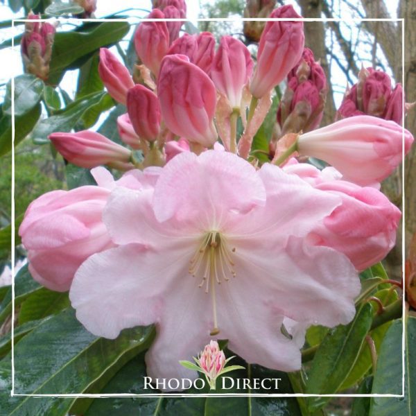 Rhododendron Loderi Pink Diamond - RhodoDirect: Buy Rhododendrons ...