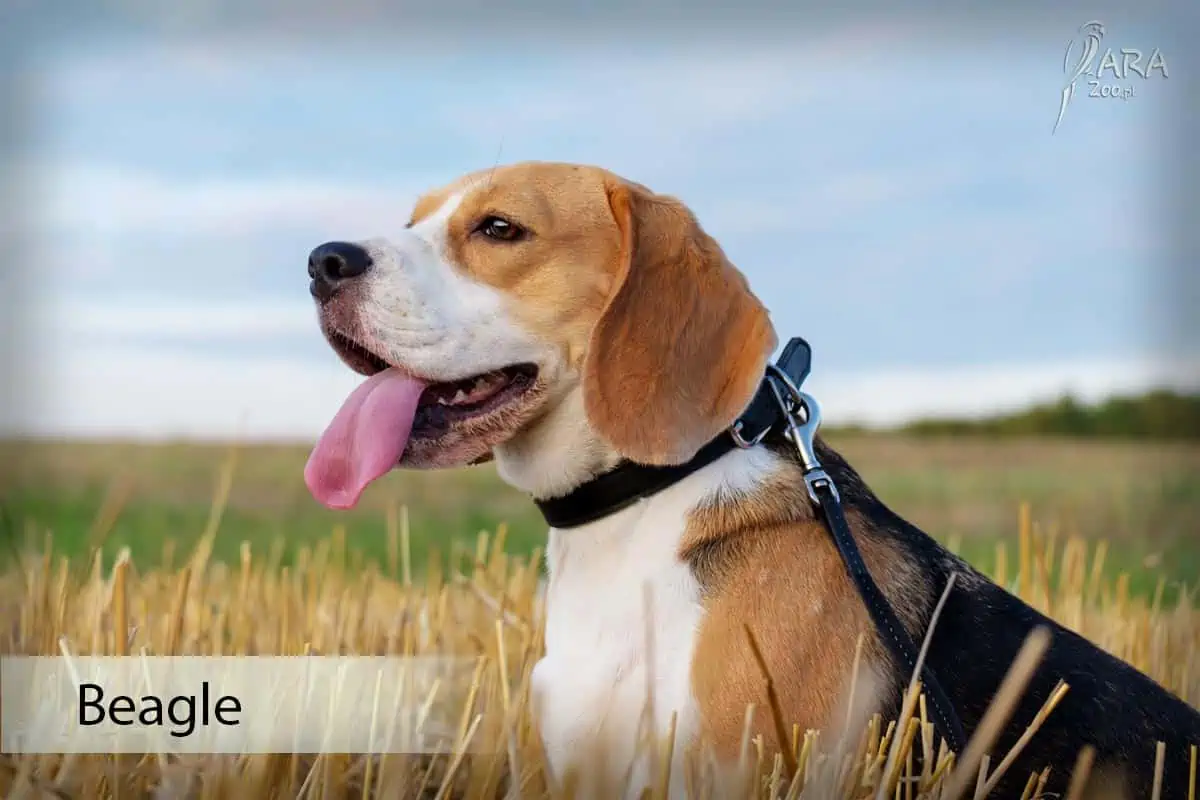 Pies beagle Cena Charakter Żywienie Sprawdź najważniejsze informacje