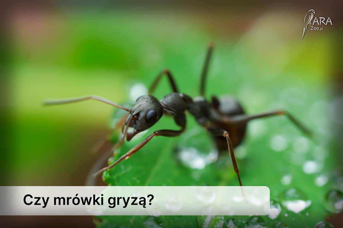 Czy mrówka gryzie? Mrówki w domu jak się pozbyć? Poznaj te owady! Czy mrówka gryzie? Mrówki w domu jak się pozbyć? Poznaj te owady!