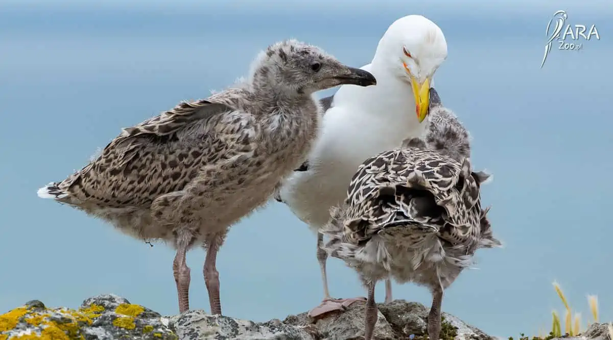 Mewy w Polsce — Sprawdź co je i jak wygląda mewa śmieszka i inne