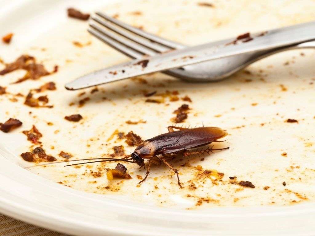 Cockroach Control NYC | Long Island | CT | NJ - Biotech Termite & Pest ...