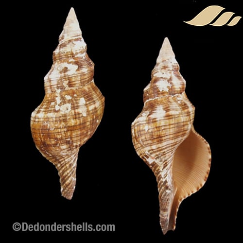 Fasciolariidae Archives - De Donder Shells