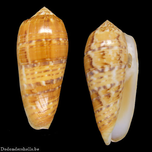 Conus dusaveli 1 - De Donder Shells