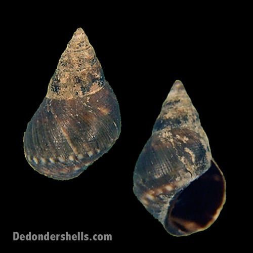 Tectarius granosus 5 - De Donder Shells