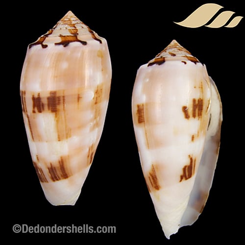 Conus floridus 3 - De Donder Shells
