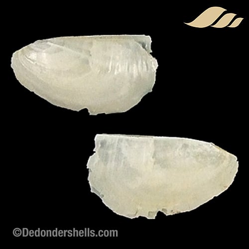 Pandora pinna 6 - De Donder Shells