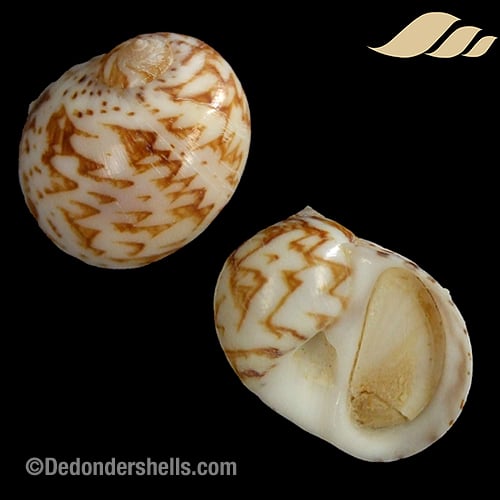 Natica fulminea 9 - De Donder Shells