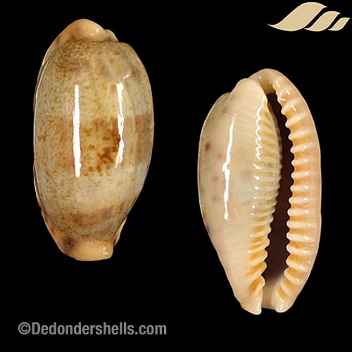 Cypraeidae Archives - Page 3 of 14 - De Donder Shells